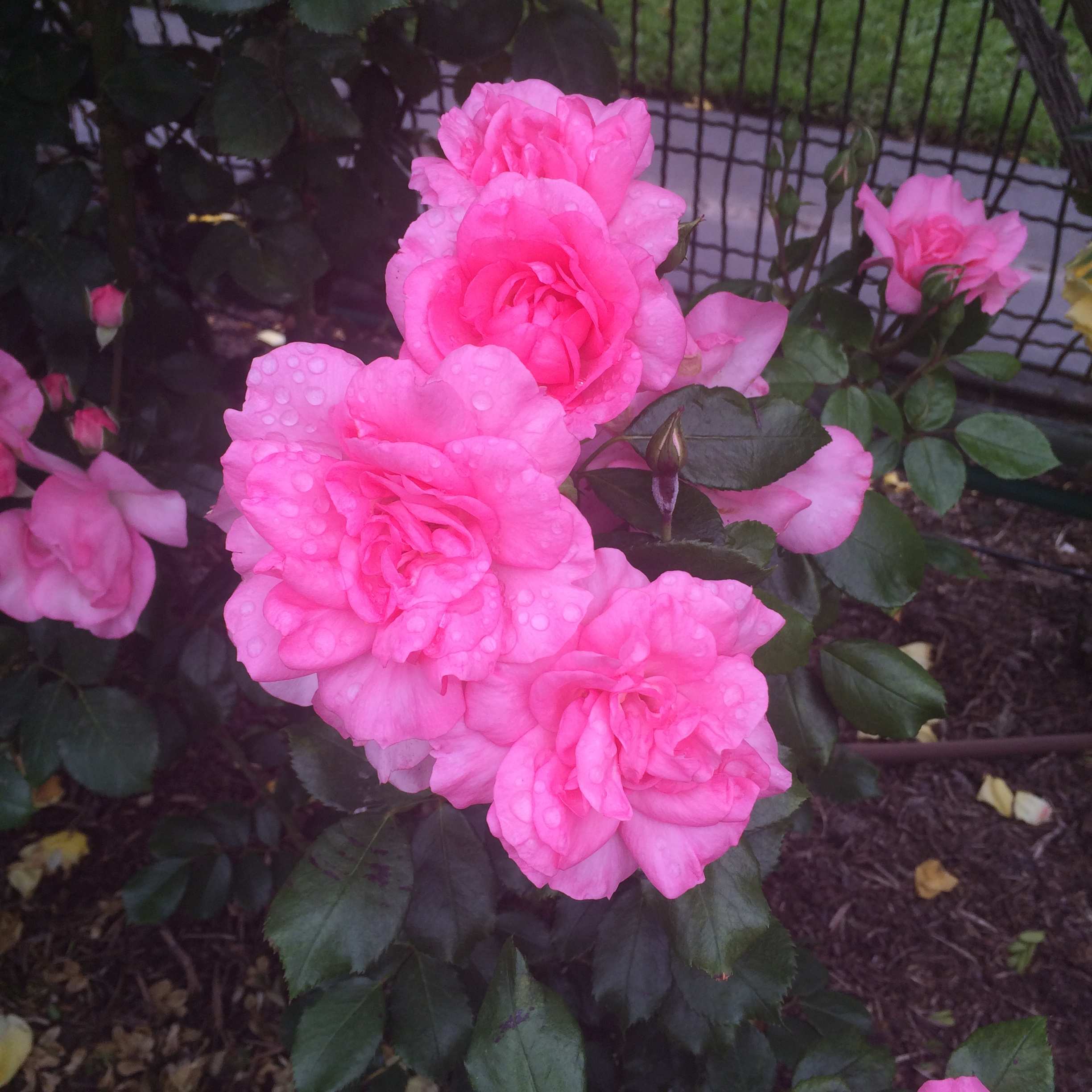 Melbourne Cup 2015: Flemington's 'keeper of the roses' marks 40 years ...