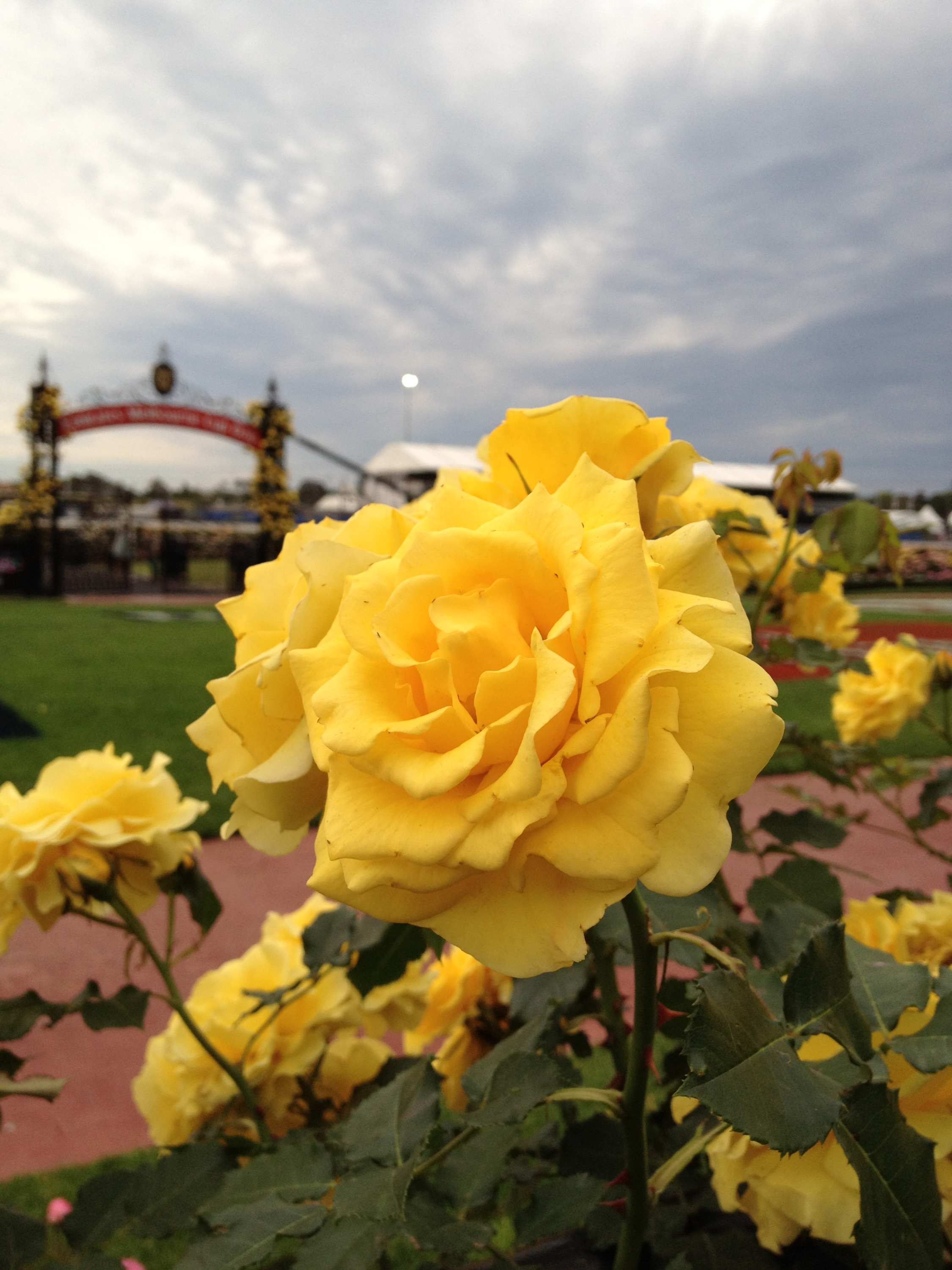 As it happened: Green Moon wins Melbourne Cup - ABC News