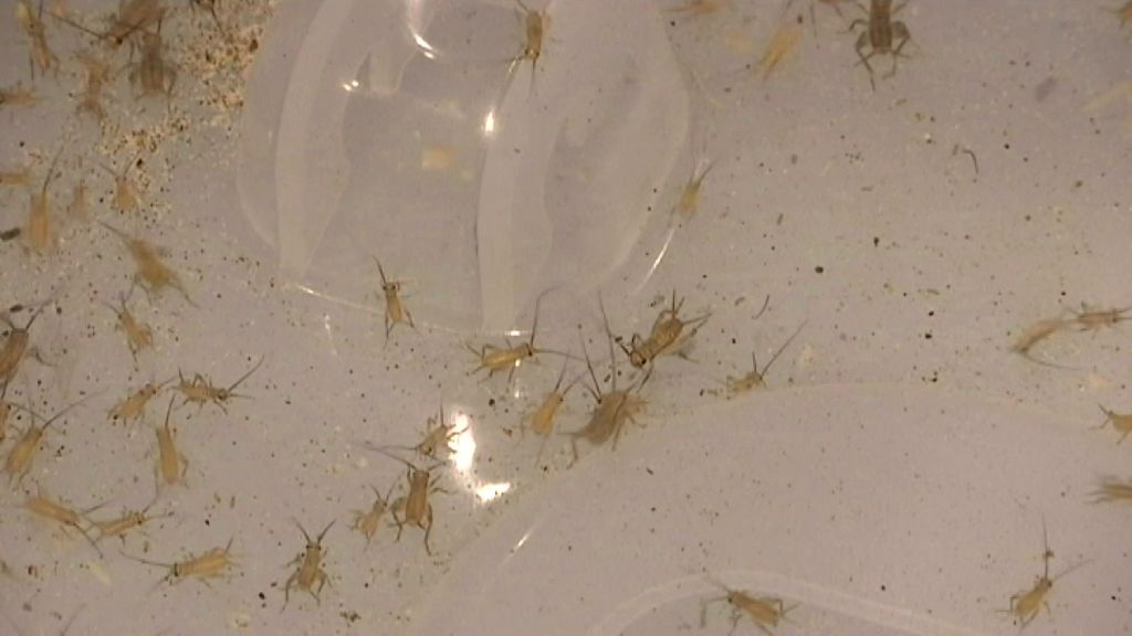 Cricket Farmer: Farming crickets for pet food - ABC News