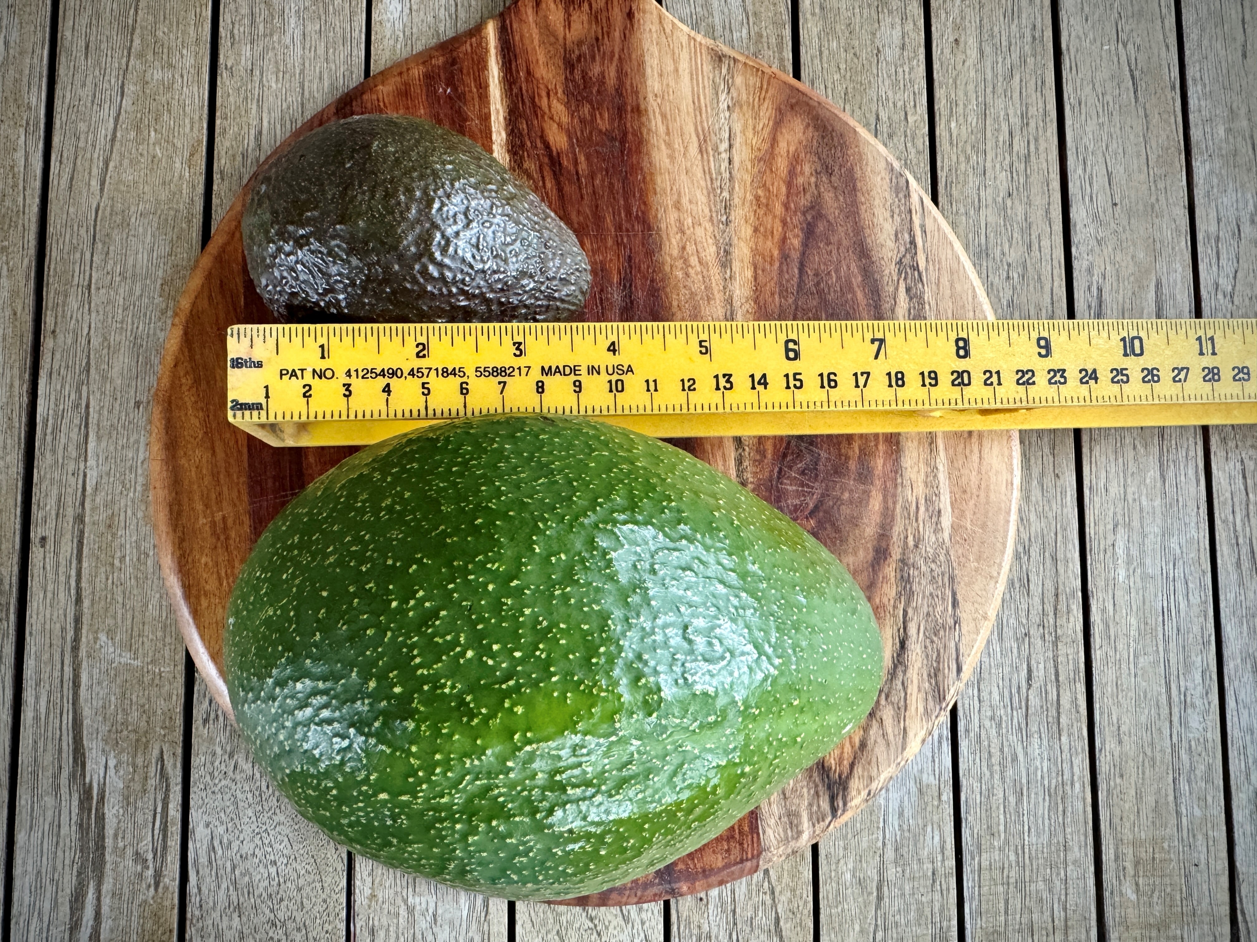 Avocado plant producing giant fruit set to hit nursery shelves - ABC News