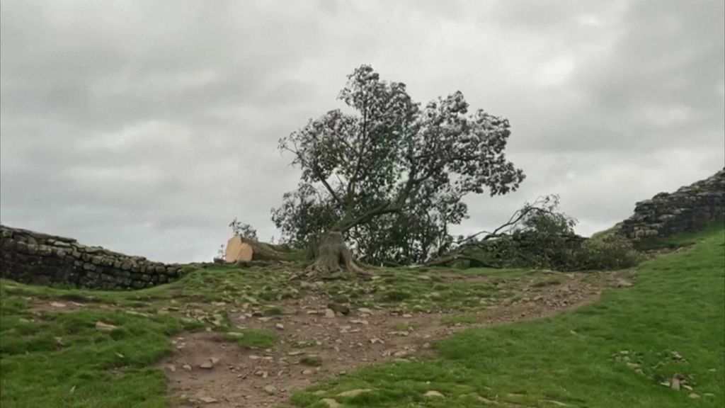 Britain's famous Sycamore Gap tree 'deliberately felled' - ABC News
