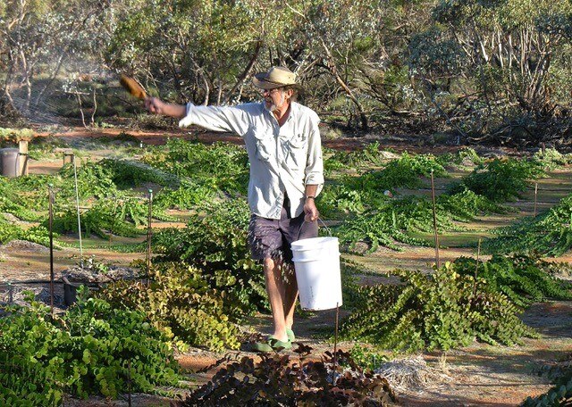 Capers a sweet success for retirees with Australia's top chefs lining ...