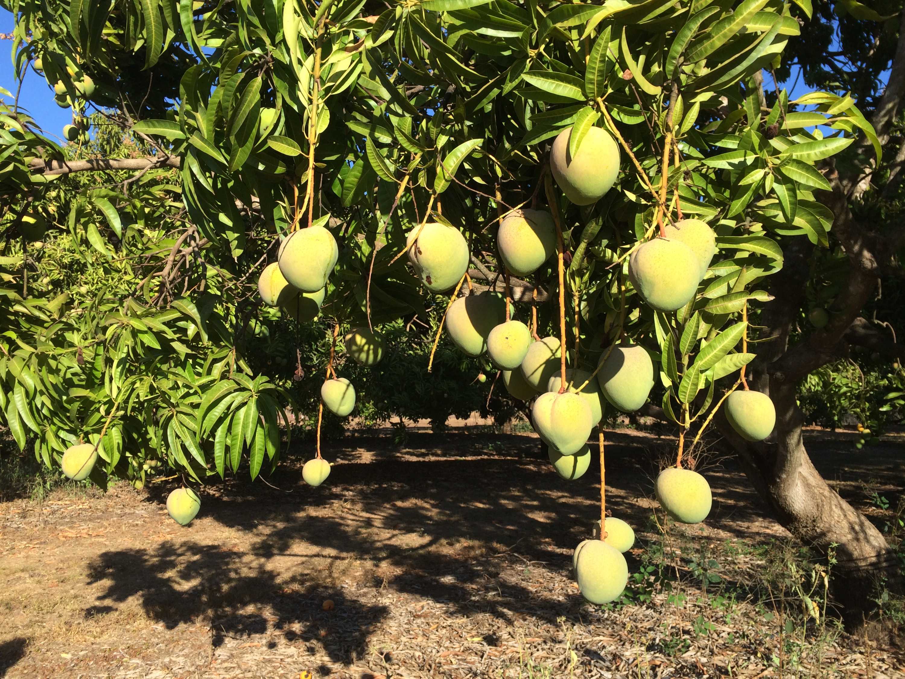 Brisbane irradiation facility ready for Australia's first big season of ...