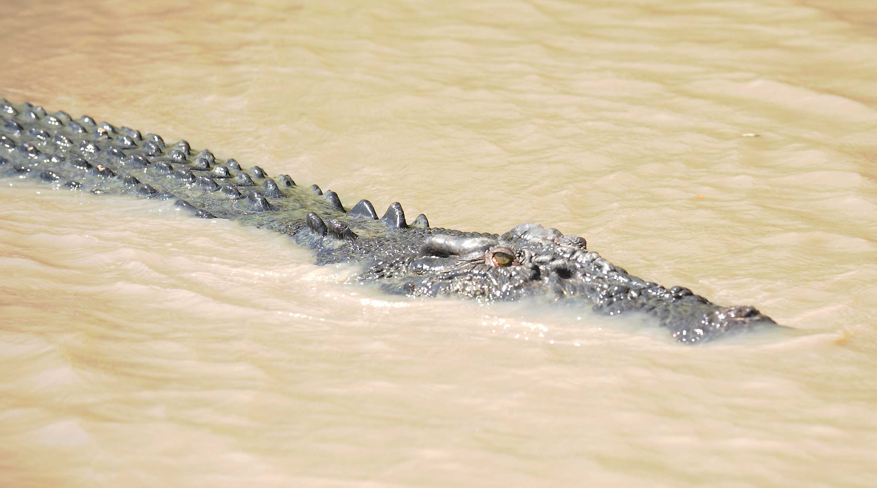 Are Australian crocodiles killing East Timorese fishermen? - ABC listen