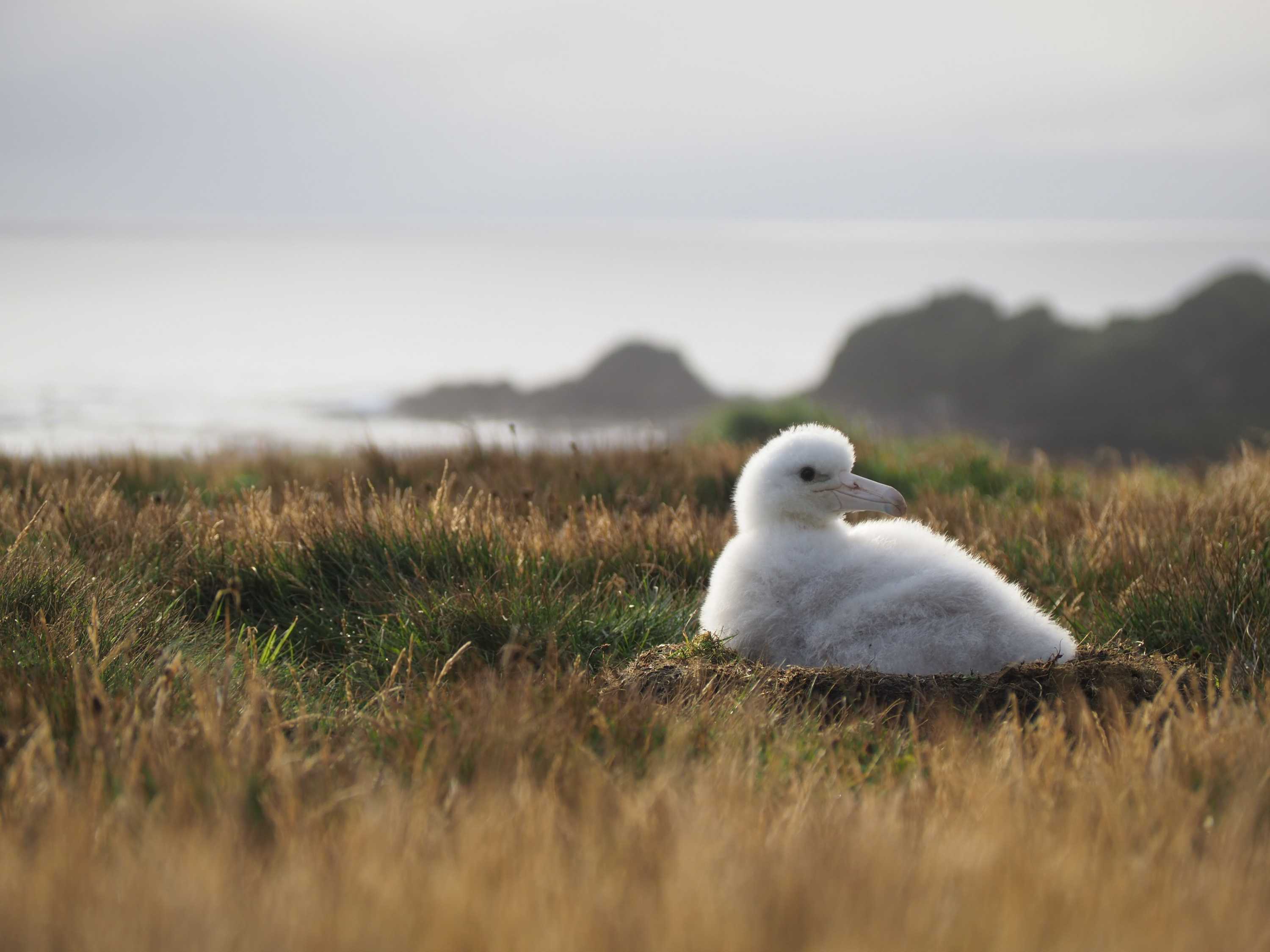 Wandering albatross spotted off WA coast the oldest in recorded ...