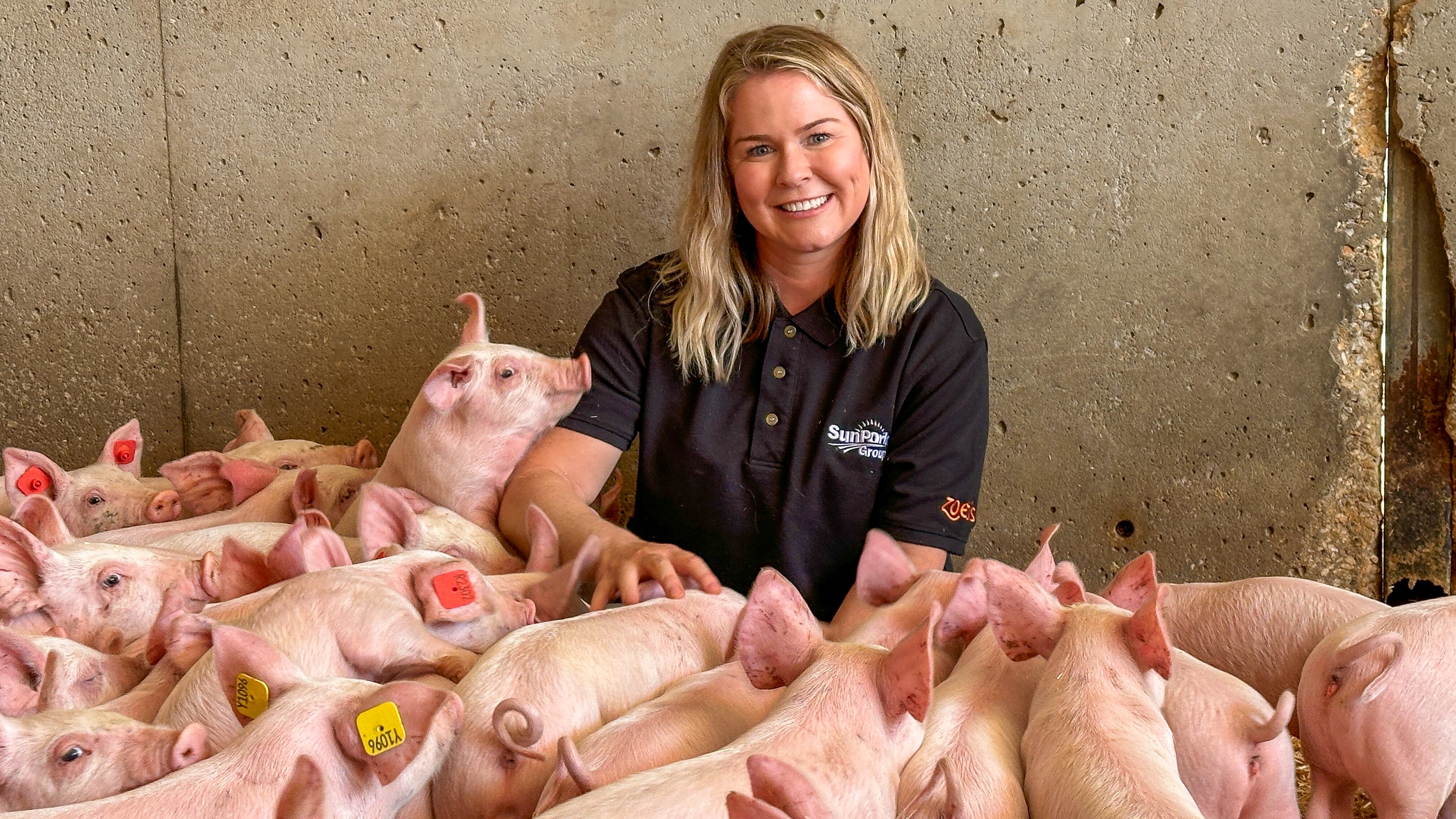 Pork producer invents alternative to farrowing crates for birthing pigs ...