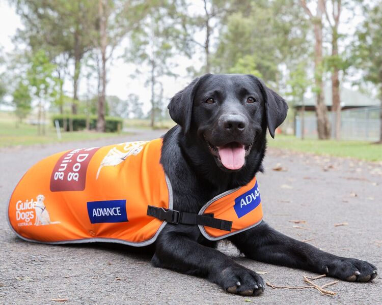 Guide dogs get a paw-some new look - ABC listen