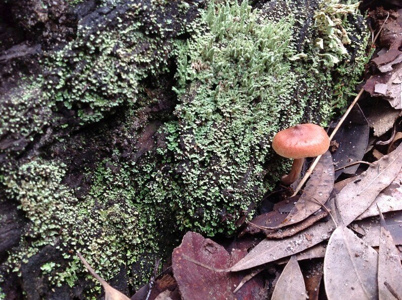 Field of Mars - ABC Radio National