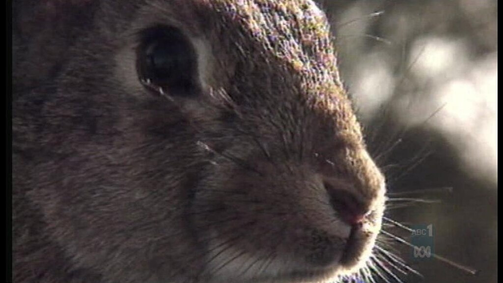 Rabbit 'plagues' hit Eyre Peninsula - ABC News