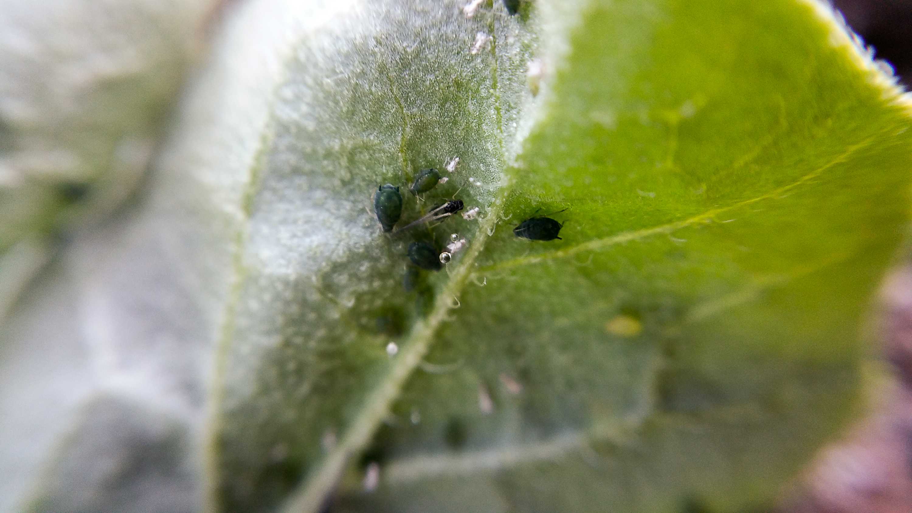 Fruit Damaging Insects - Topic - ABC News