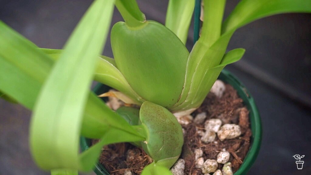 Plant Profile | Bromeliads - Gardening Australia