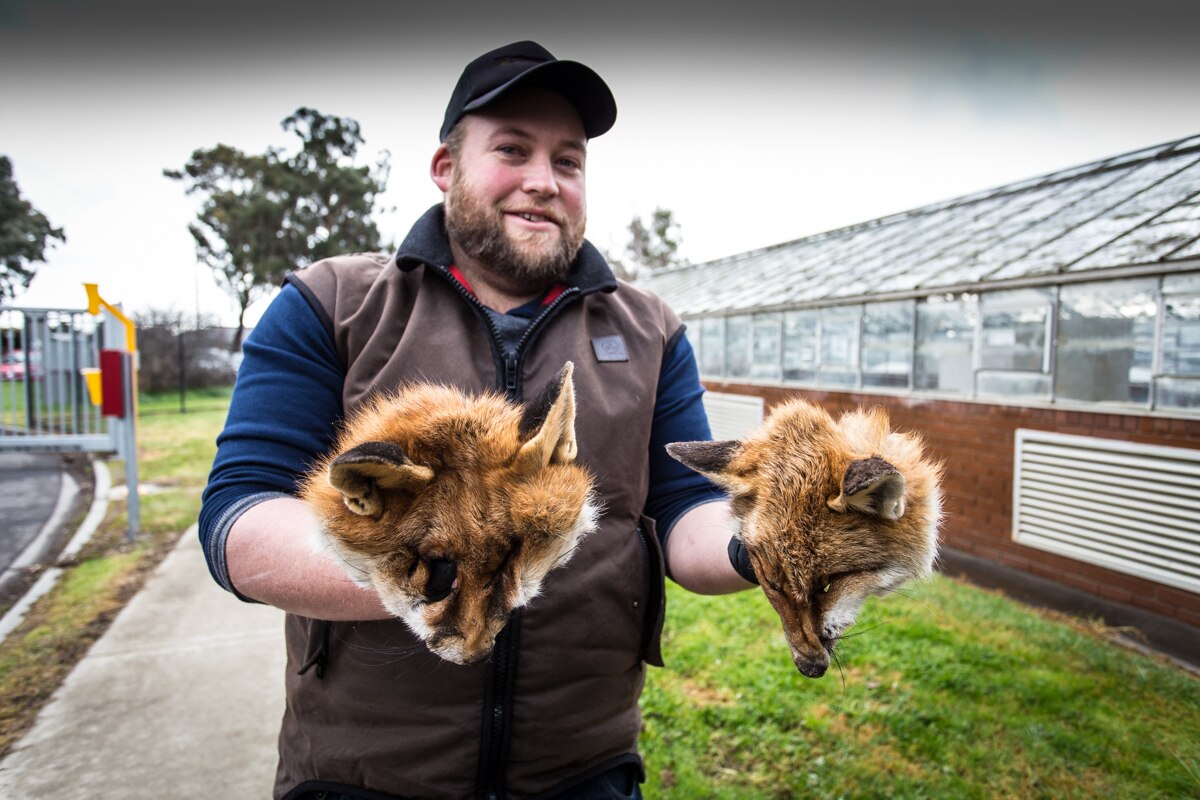 Fox bounty numbers in Victoria declining over time - ABC News