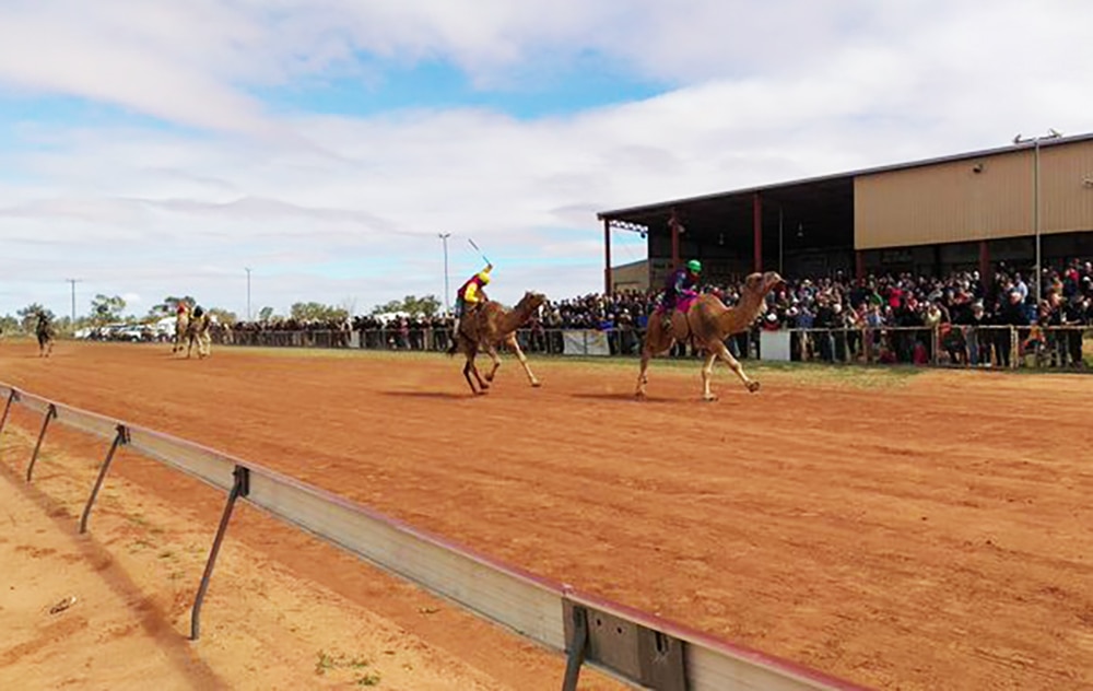 Thousands hump it across the dusty outback to Boulia camel races - ABC News