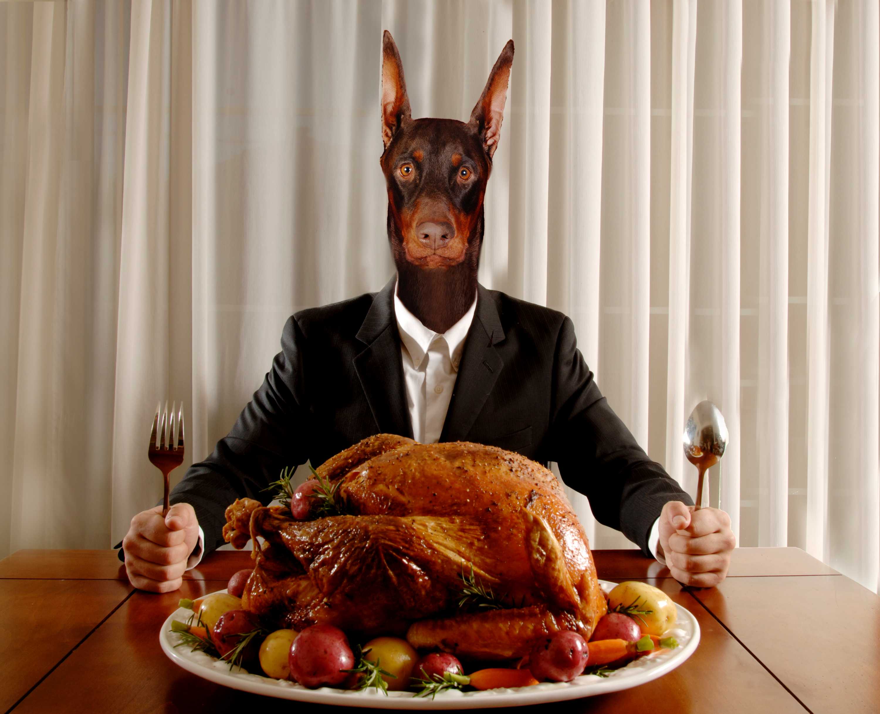 It's a dog’s breakfast - ABC listen