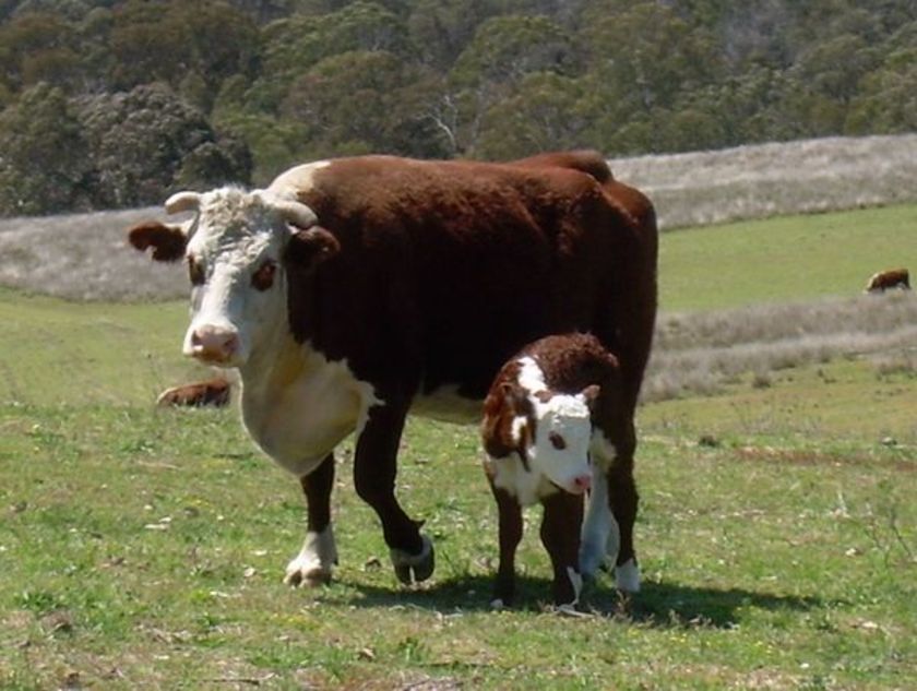 Cow kill CSI - ABC News