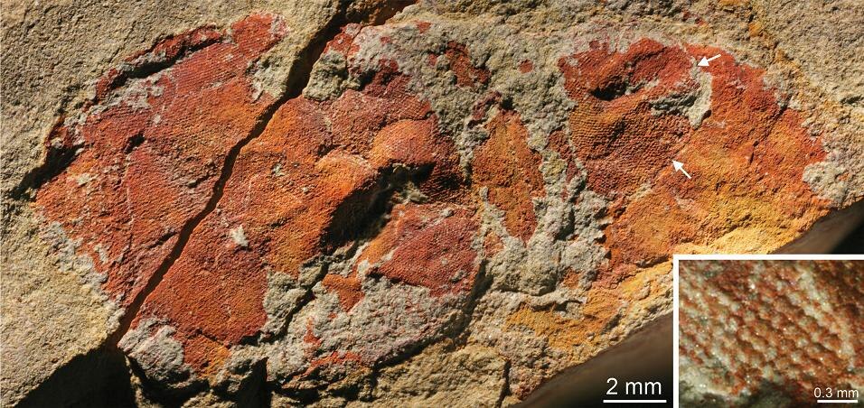 Compound eyes show origin of acute vision - ABC Radio National