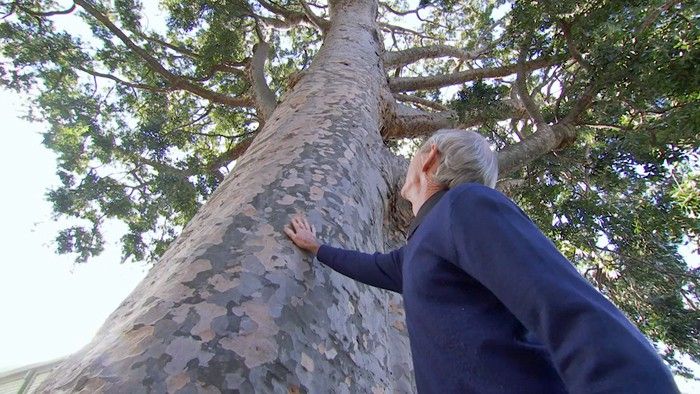 My Garden Path | Dr Greg Moore - Gardening Australia