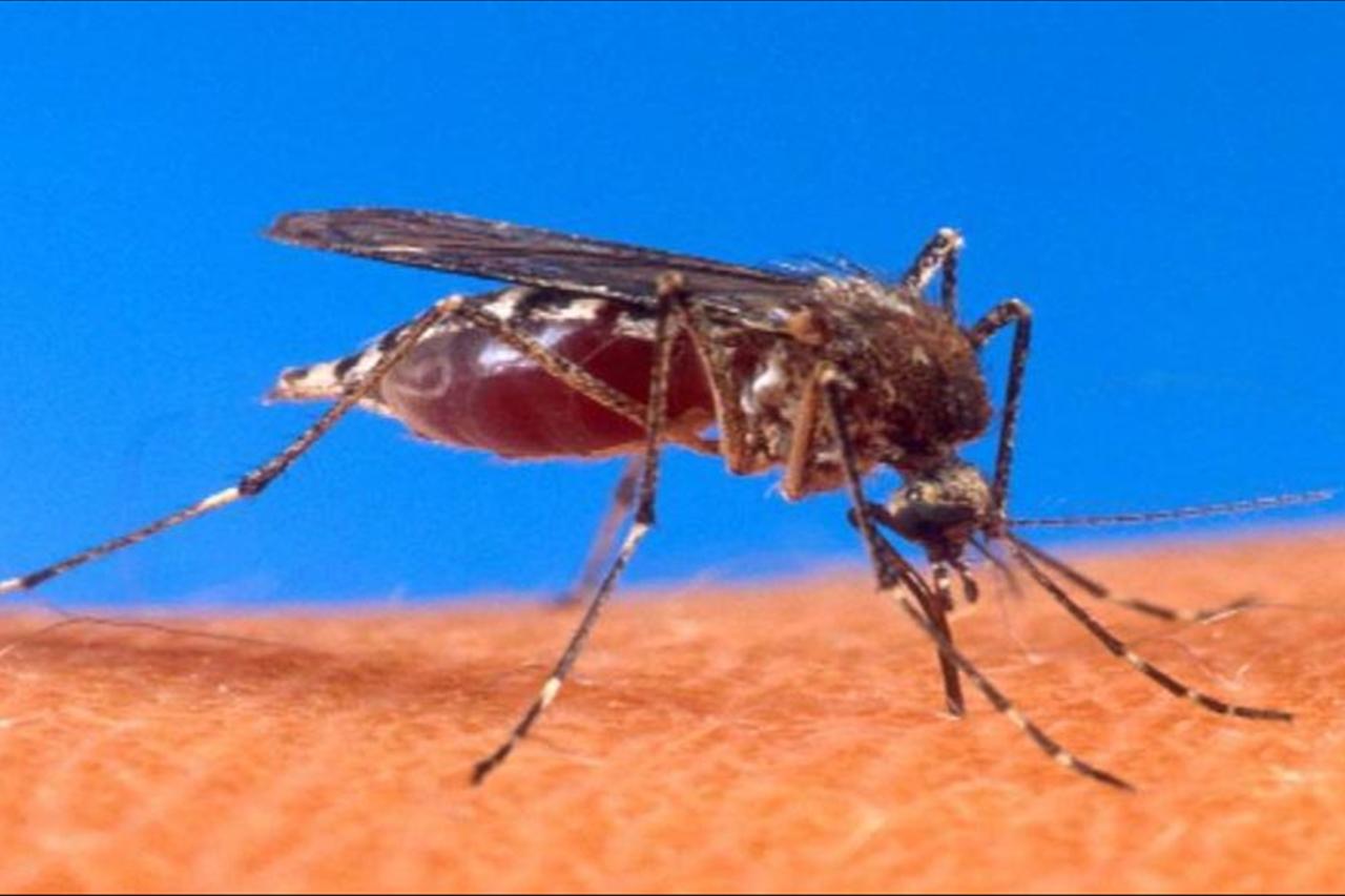 Dengue fever return to north Qld surprises authorities - ABC News