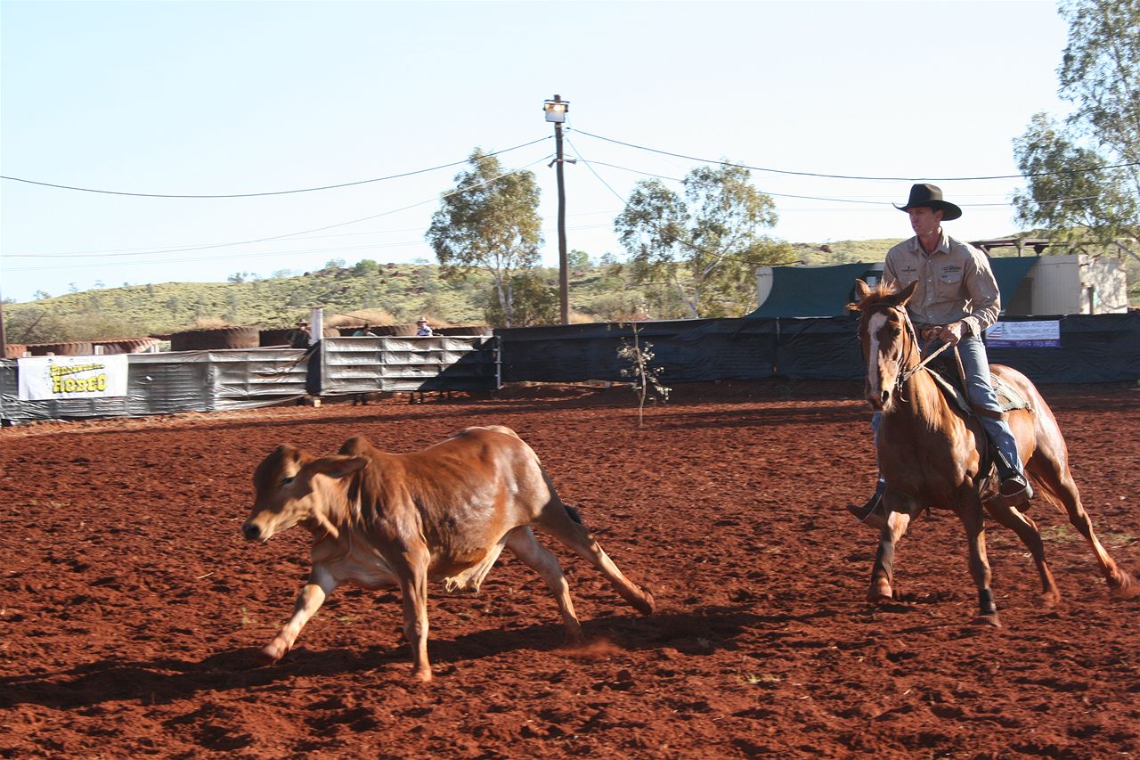 Campdrafting returns to Pannawonica - ABC News