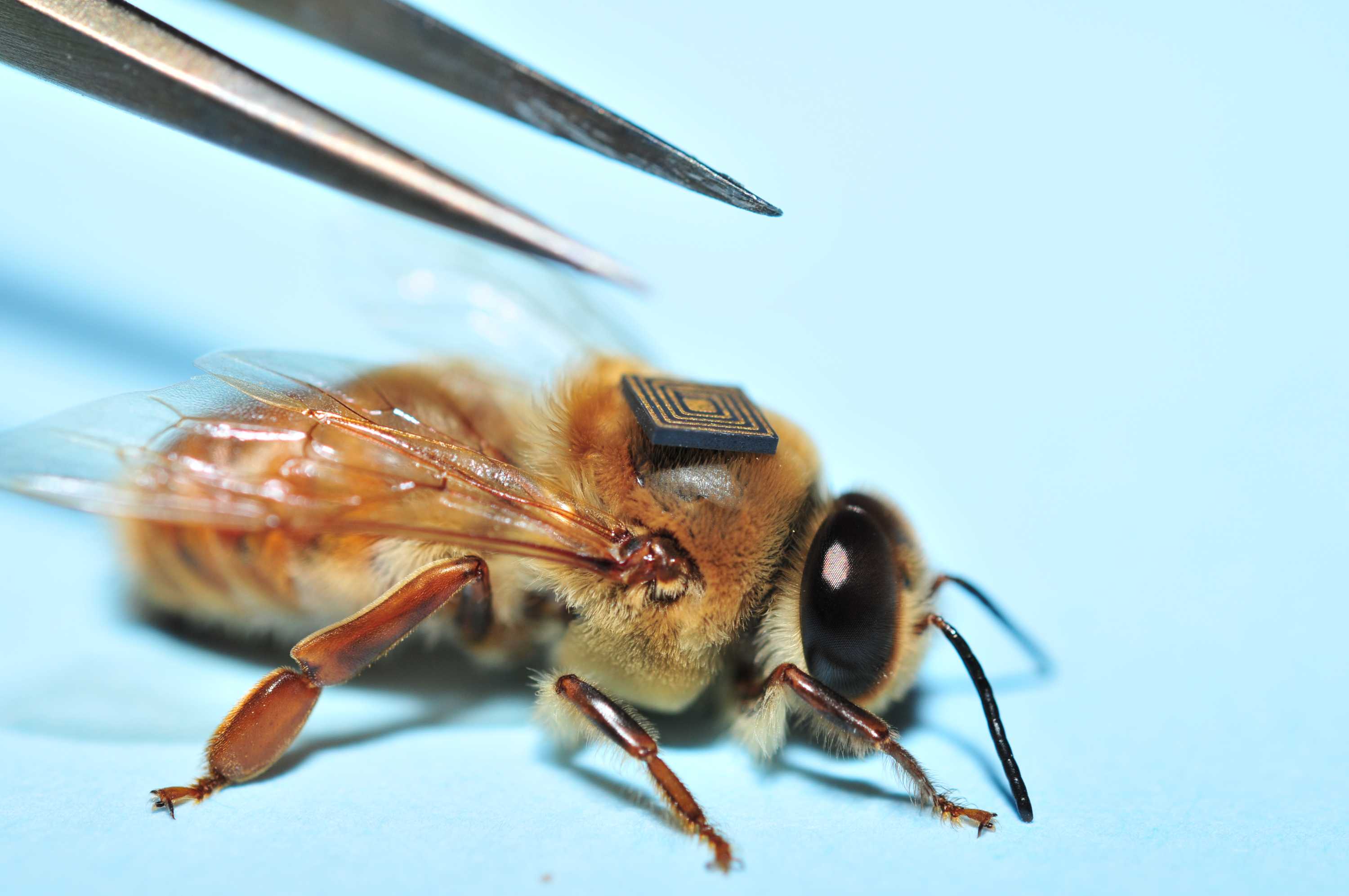 Tiny sensors to monitor bees as international researchers unite to save ...