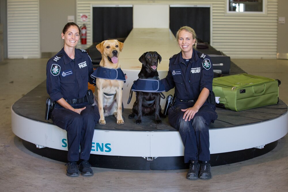The real inspector hounds: police dogs graduate from the AFP's new ...