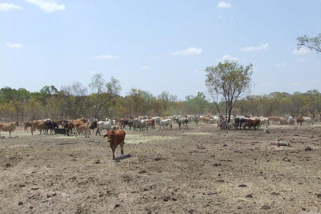 Wildfires devastate Queensland's Gulf Savannah region - ABC Radio