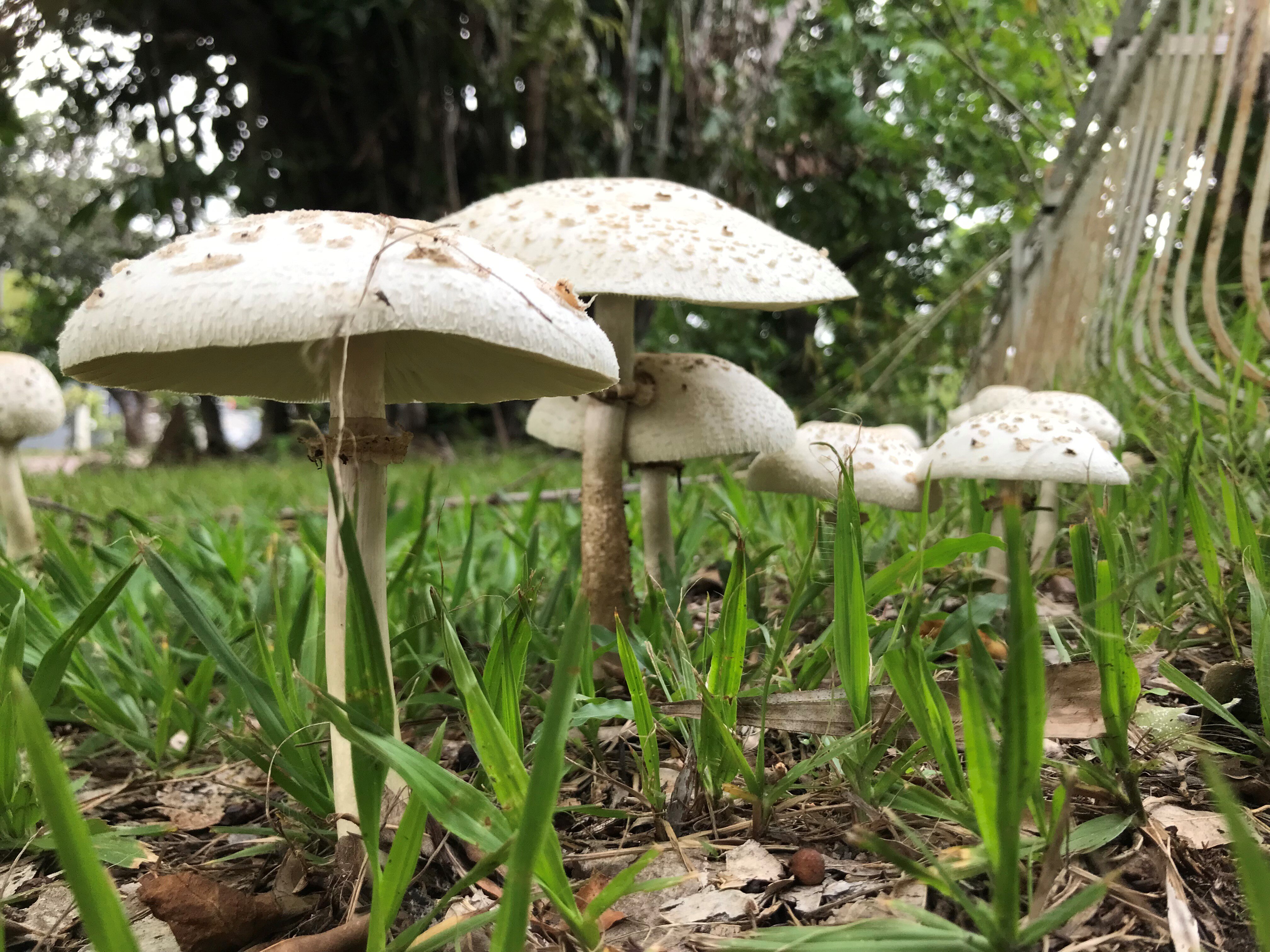 Homemade tadpole traps could help reduce cane toad population - ABC listen
