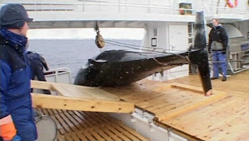 Japan's fisheries float idea of ending whaling - ABC Radio