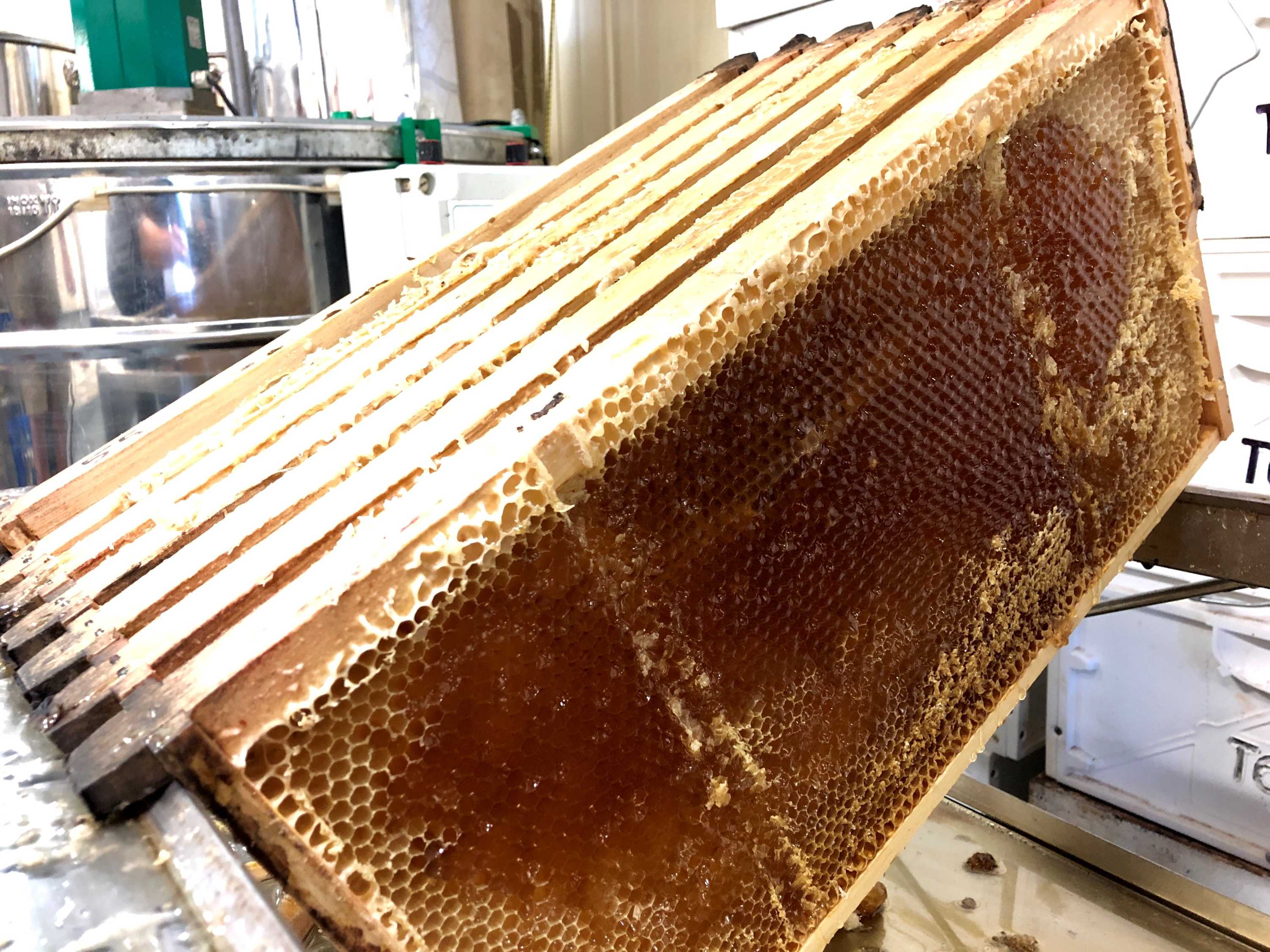 Beekeeper's sweet supermarket deal takes the sting out of 'fake' honey ...