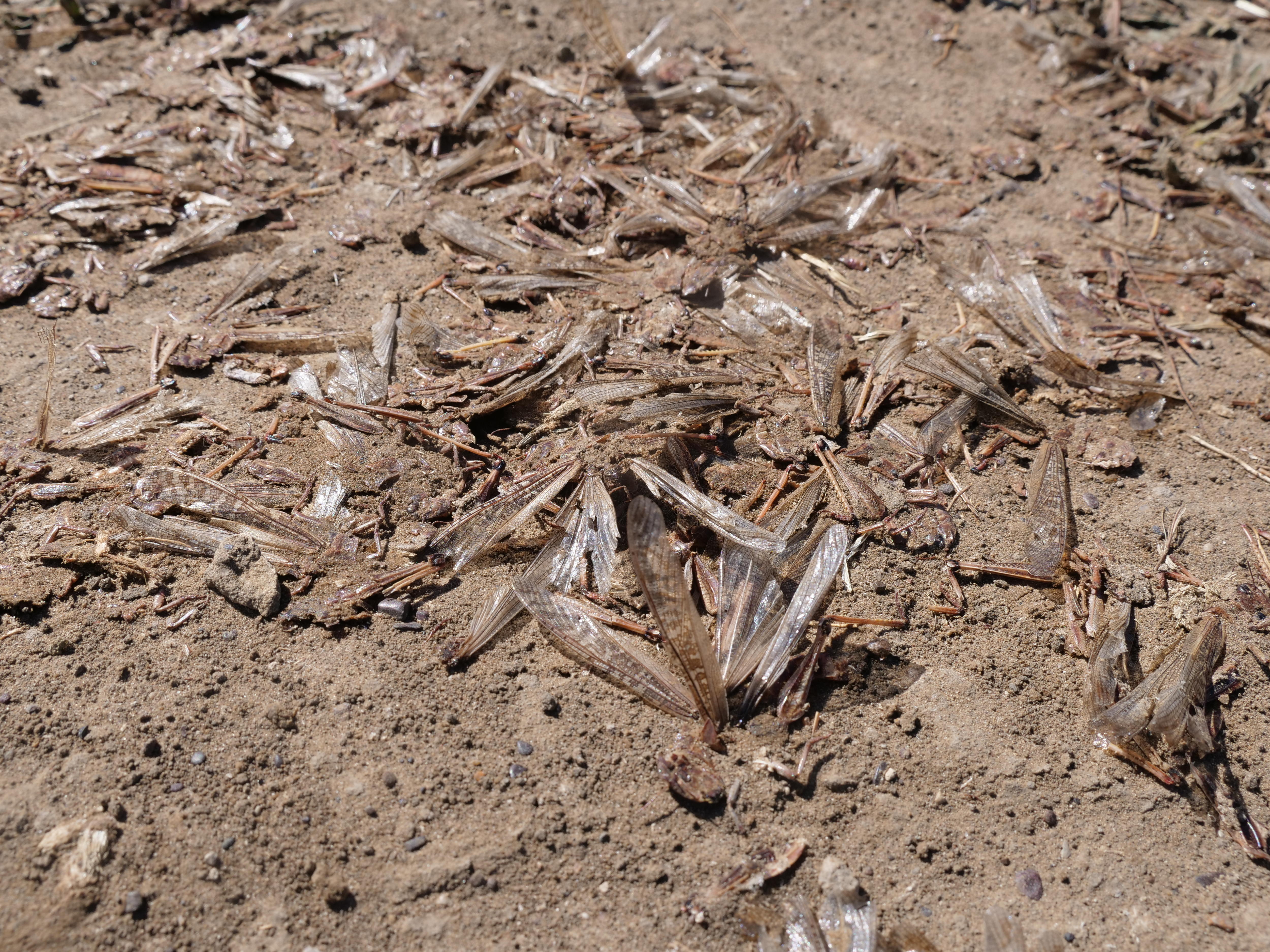 Locust taskforce assembles in Longreach as plague threat grows - ABC News