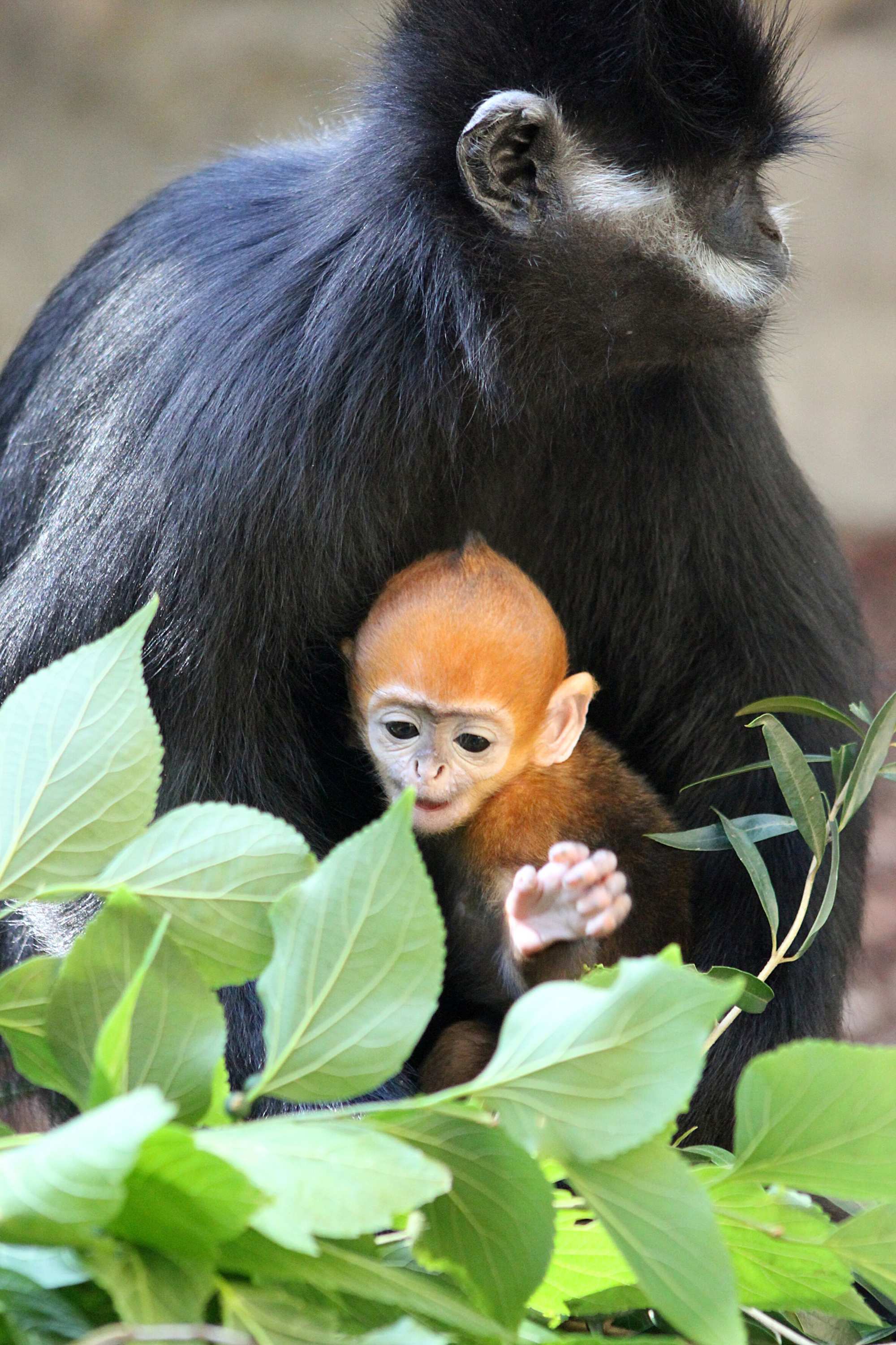 Nangua the Francois' Langur, one of the world's rarest monkeys, born at ...