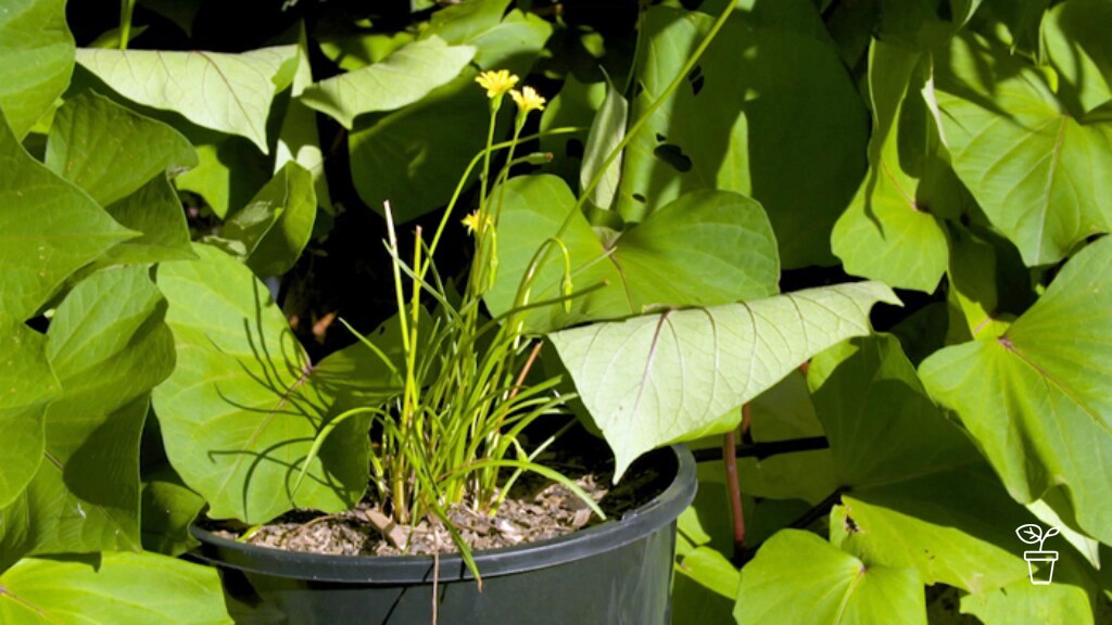 Native Nibbles - Gardening Australia