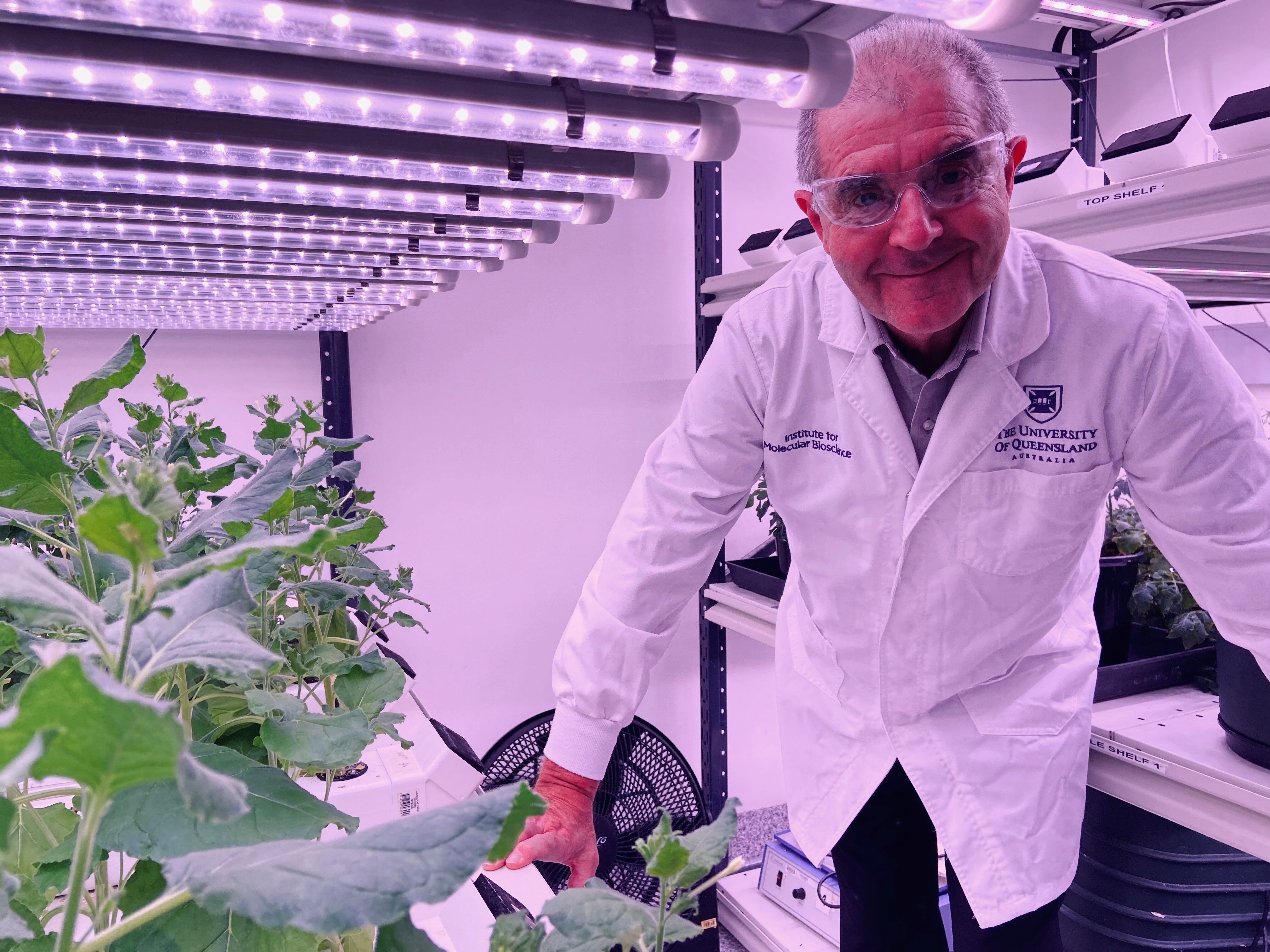 University of Queensland researchers study whether 'plant medicines ...
