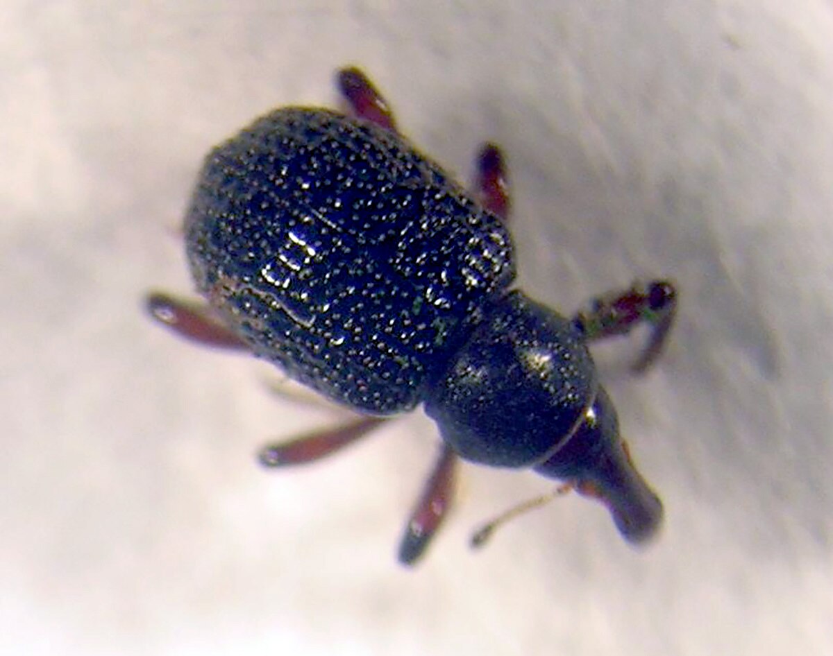 Weevils with appetite for waterway-smothering salvinia weed welcomed in ...