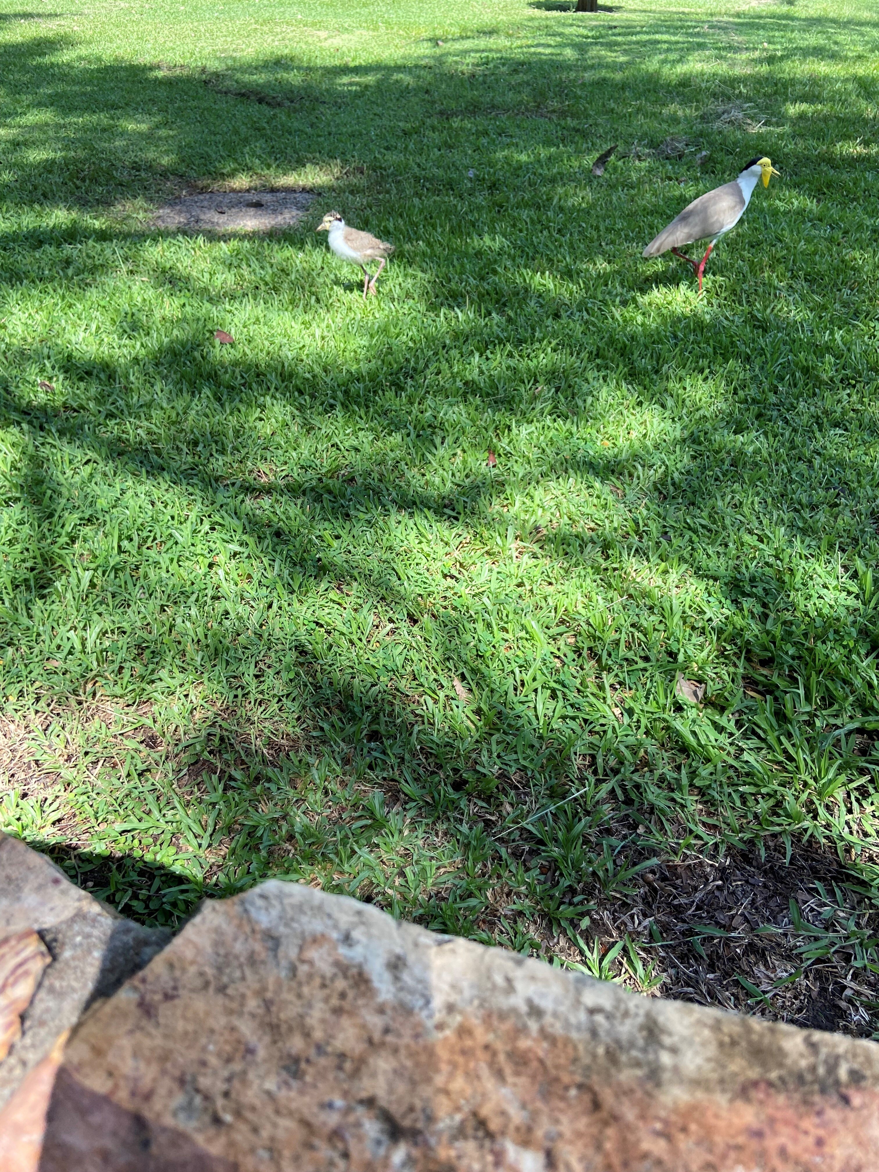 Stop birdnapping! - ABC listen