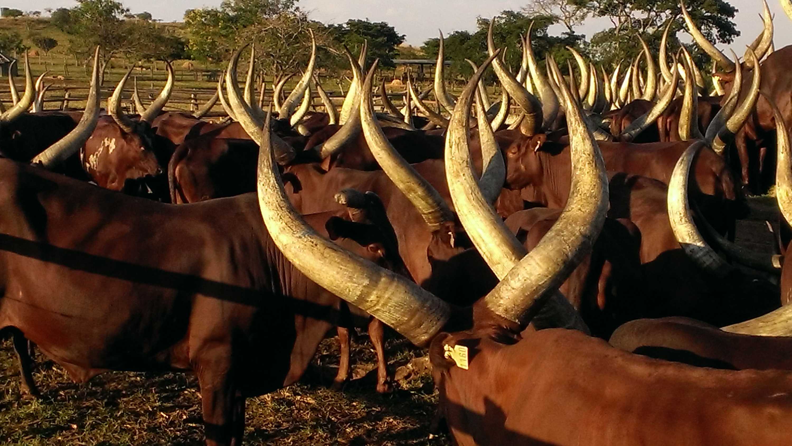 Improving dairy cows in Africa - ABC Radio National