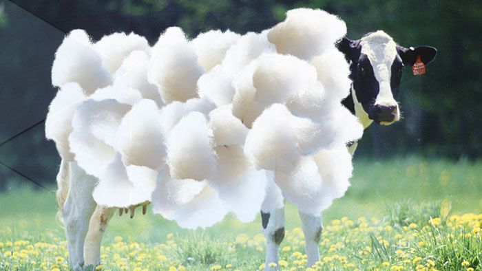 Cotton Cows - Behind The News