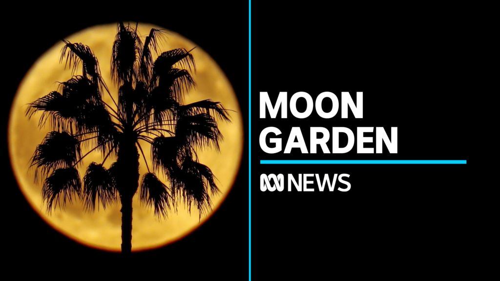 Australian start-up sets sights on growing plants on the Moon - ABC News