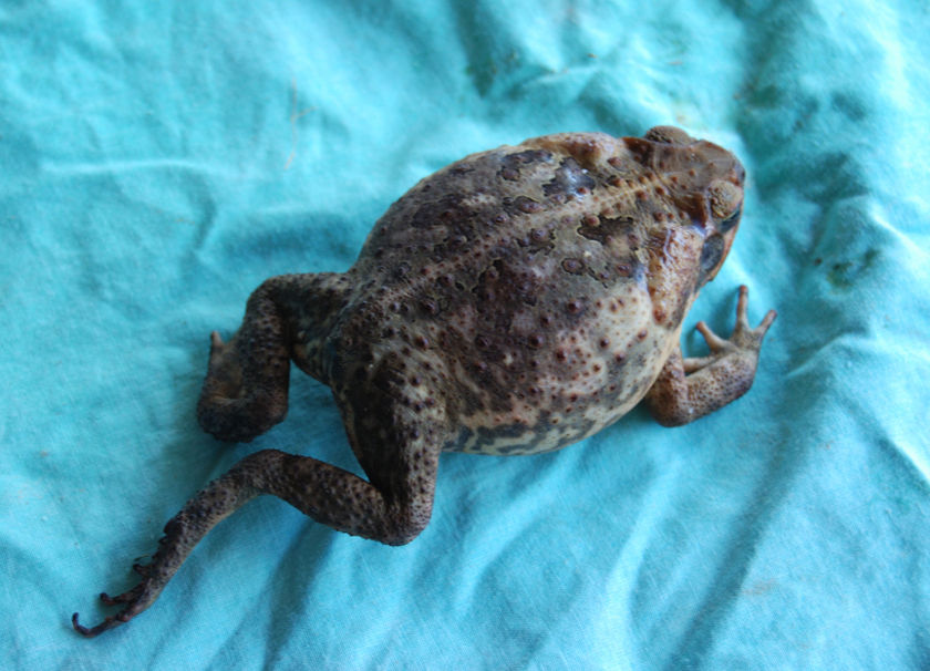 DEC under fire over cane toad efforts - ABC News