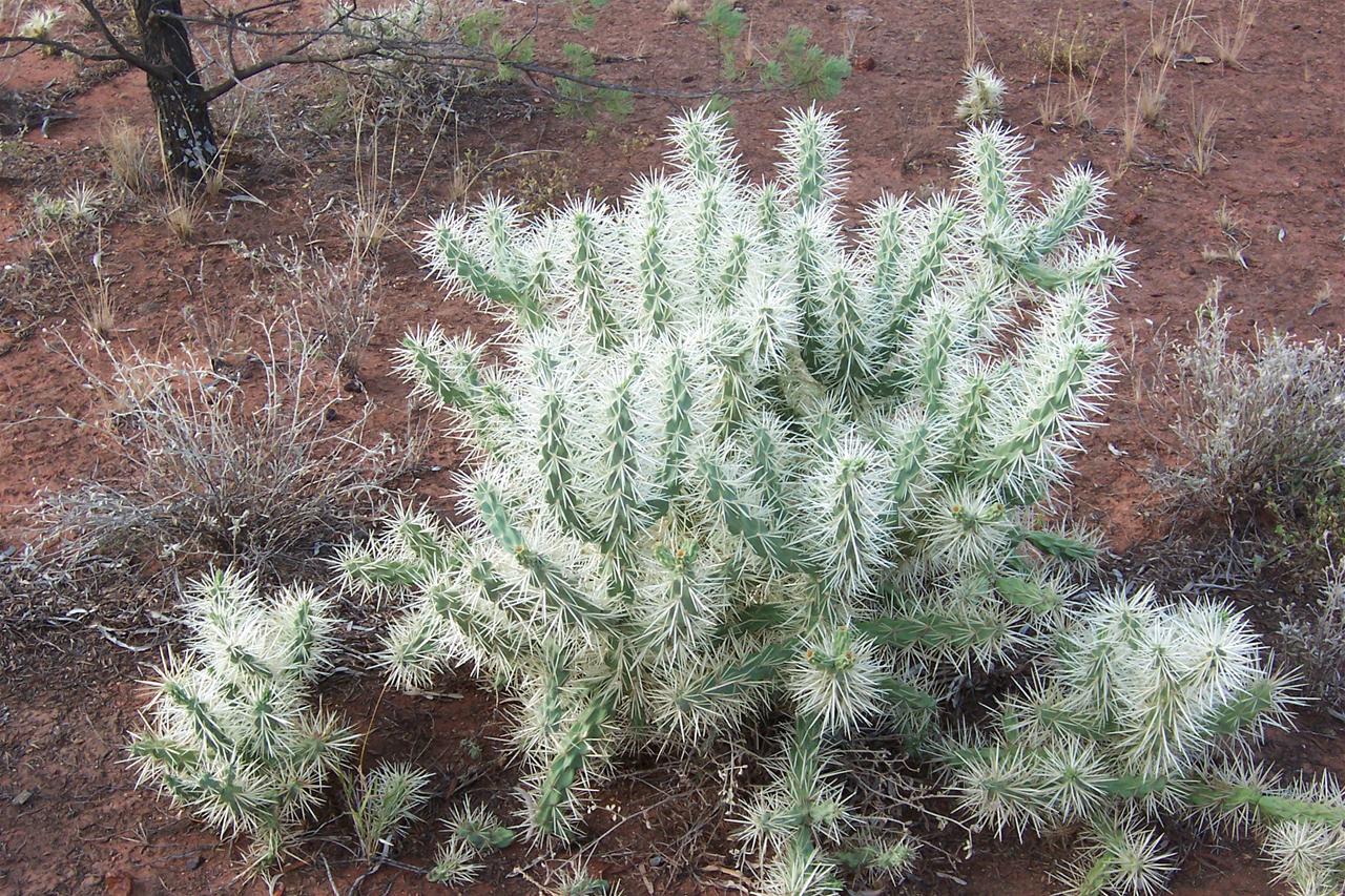 Hudson pear - a biological control for a spreading problem - ABC News
