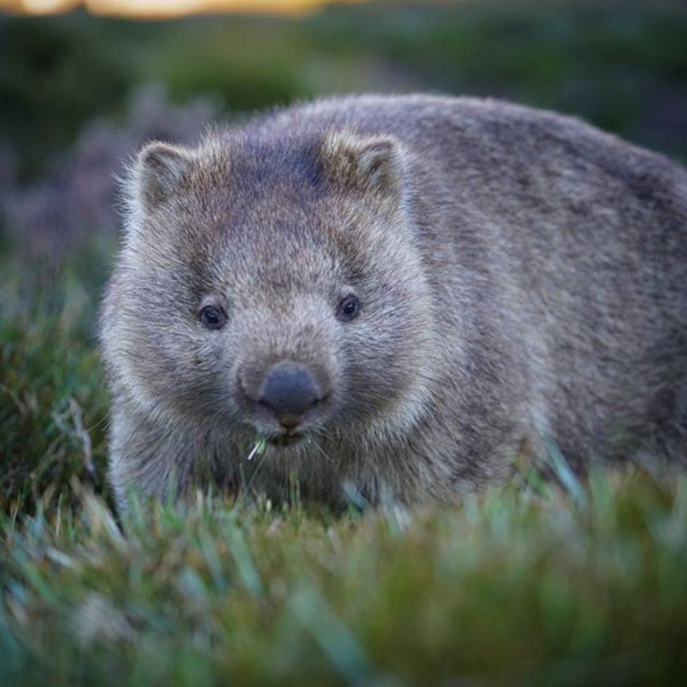 Wombat water hole proving popular in drought-ravaged Hunter Valley ...