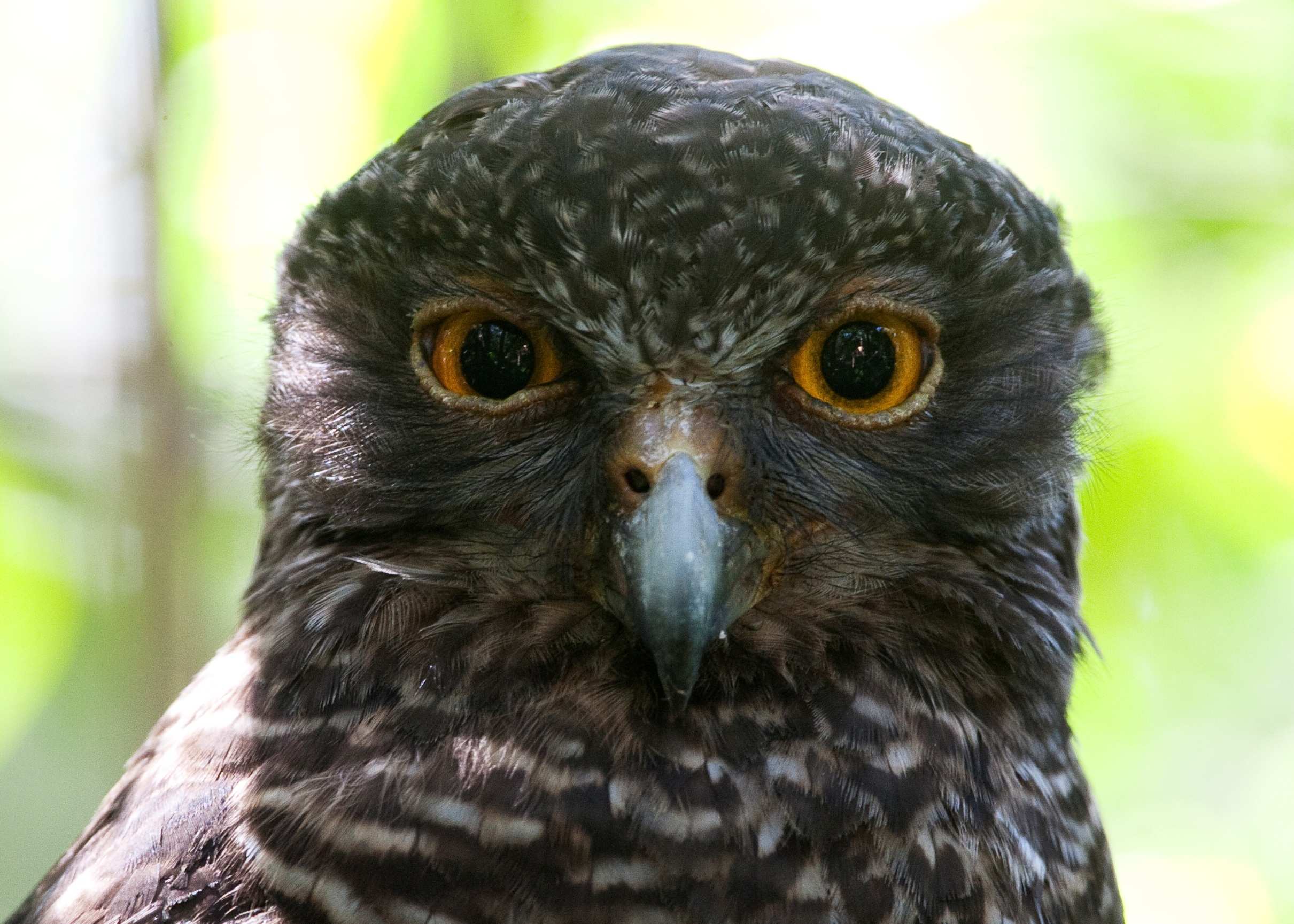 The powerful owl and the twitching bush telegraph - ABC Radio National
