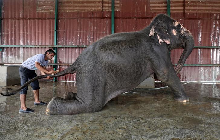 Meet the elephants being nursed back to health at India's first ...
