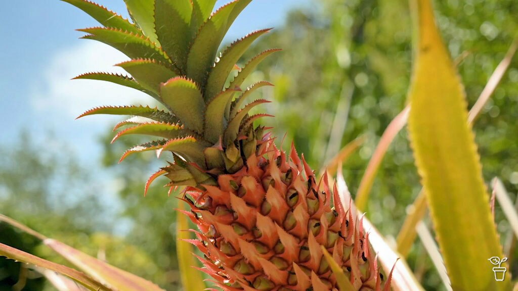 Tropical Treat - Gardening Australia