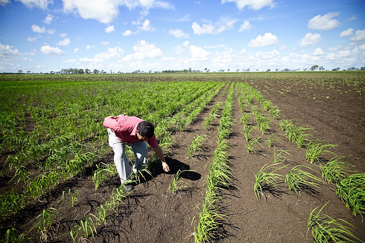 Dry land rice on the horizon - ABC News