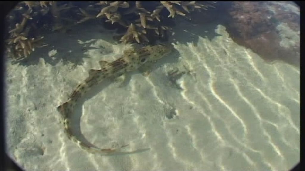 Shy shark to thrive from climate change, Qld researchers say - ABC News