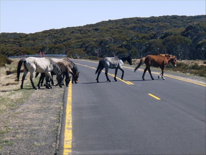Survey sparks fresh call for wild brumbies cull - ABC News