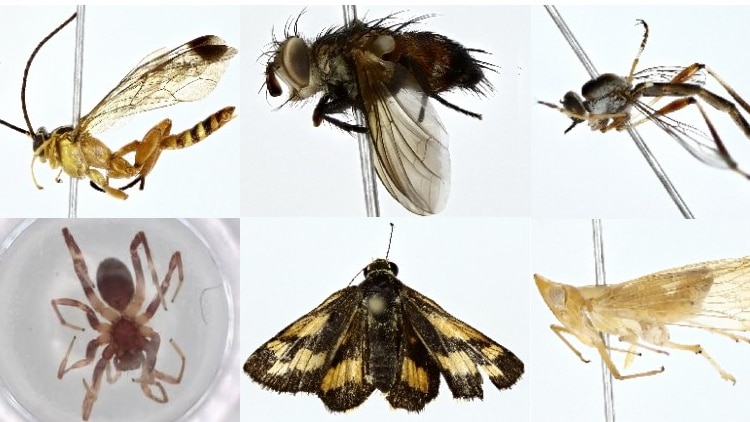 Insects captured by Australian school students could help scientists ... Insects captured by Australian school students could help scientists ...