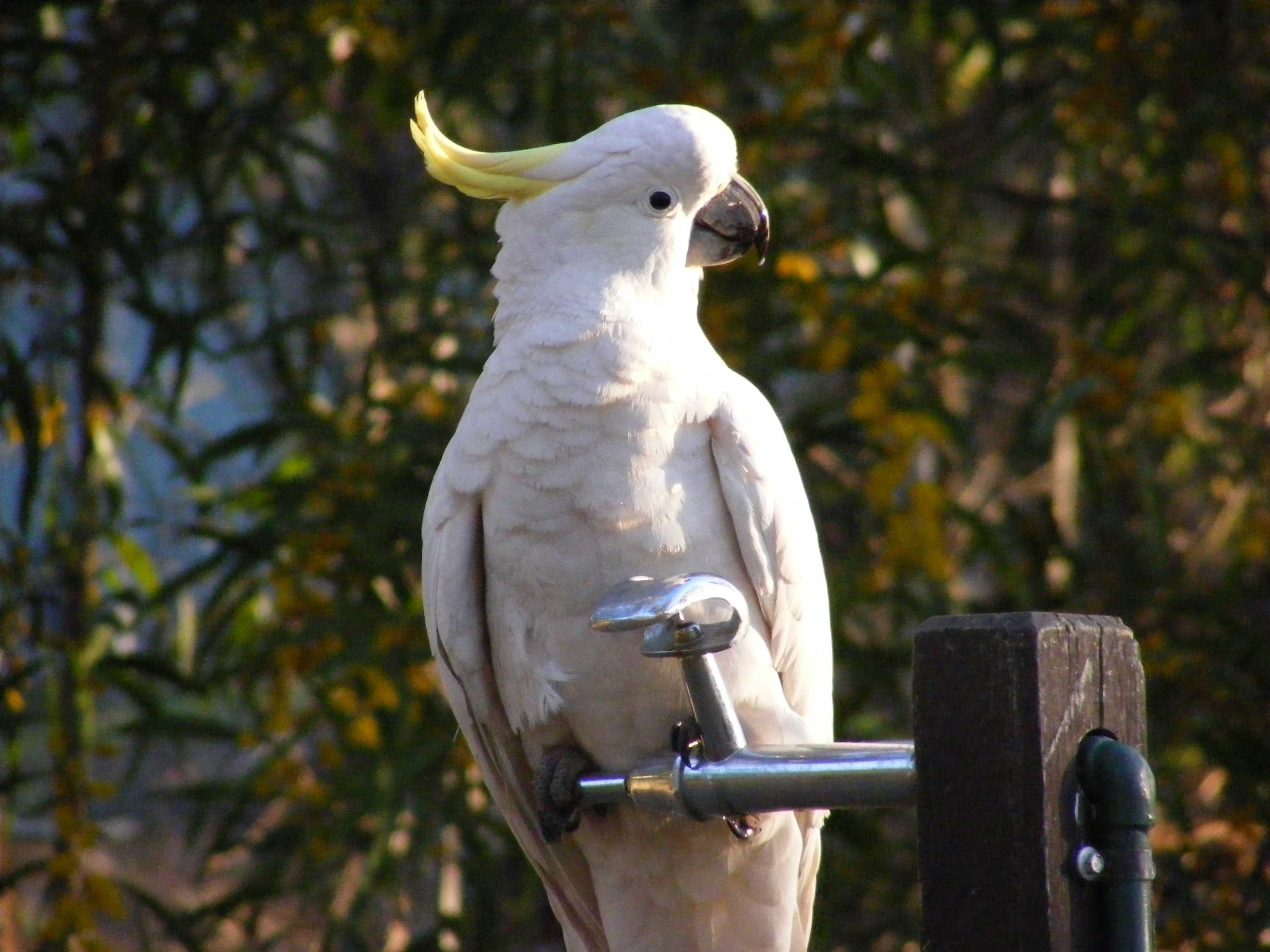 Self Improvement: Australia - Land of the Parrots - ABC listen