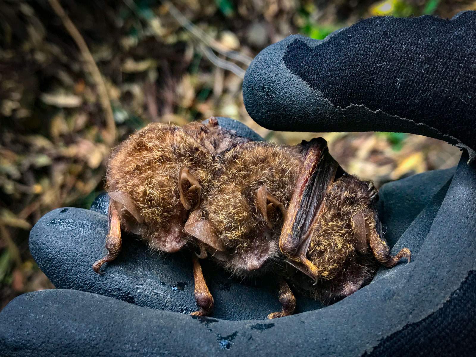 Scientists study threatened wildlife survival rates after bushfires ...